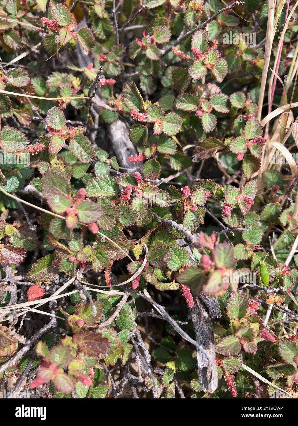California Copperleaf (Acalypha californica) Plantae Stock Photo - Alamy