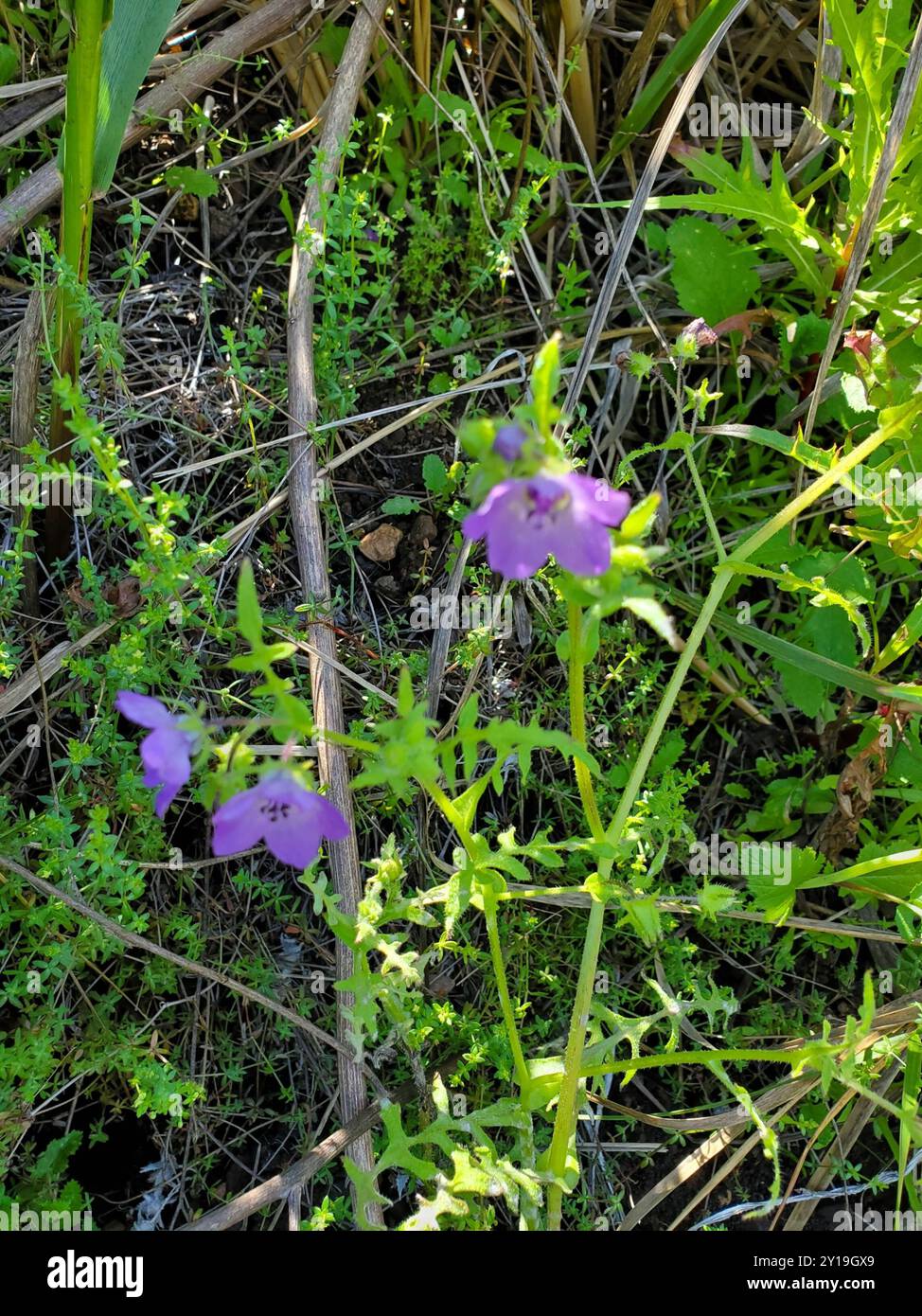 Fiesta Flower (Pholistoma auritum) Plantae Stock Photo - Alamy