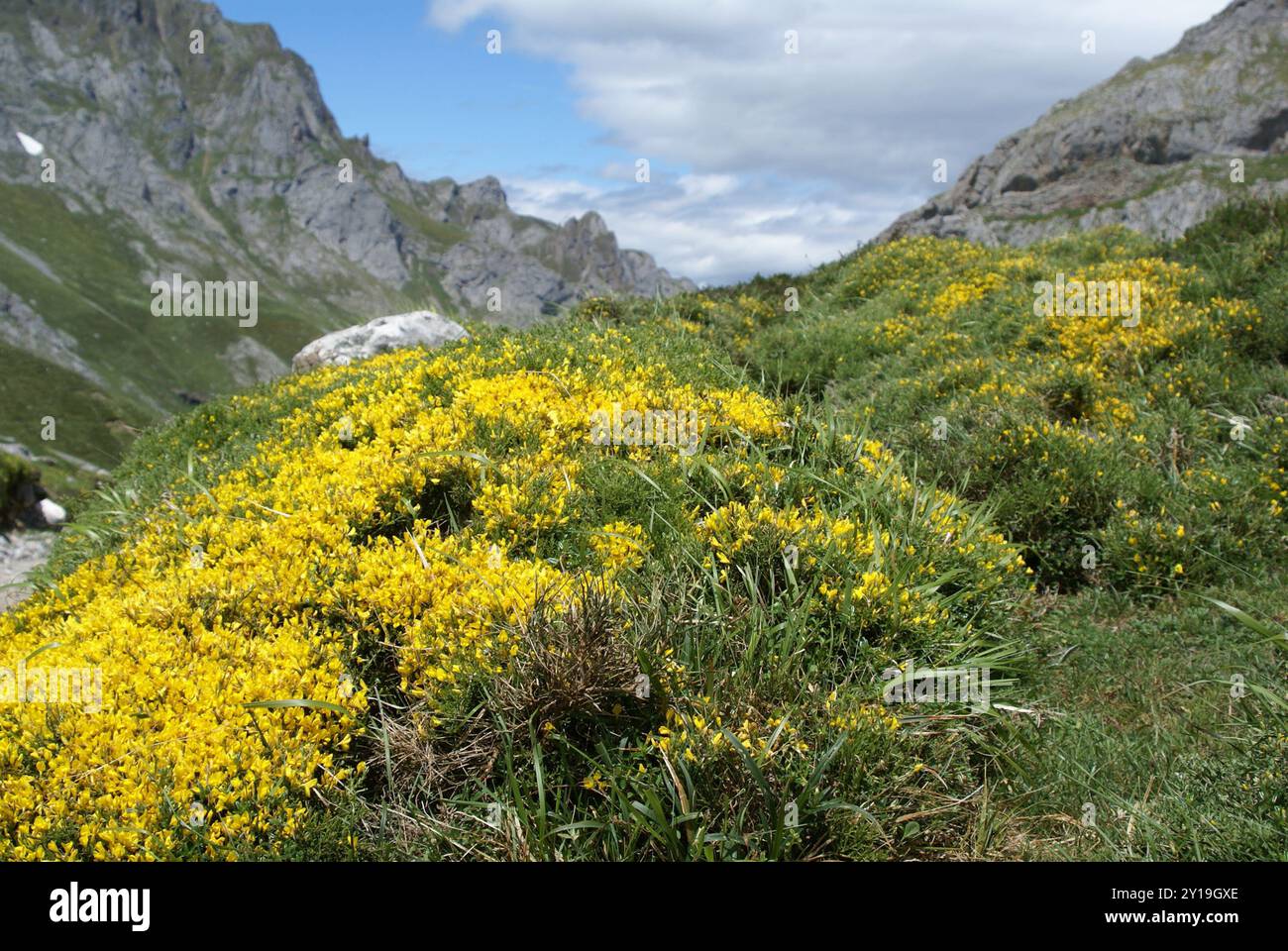 (Genista legionensis) Plantae Stock Photo - Alamy