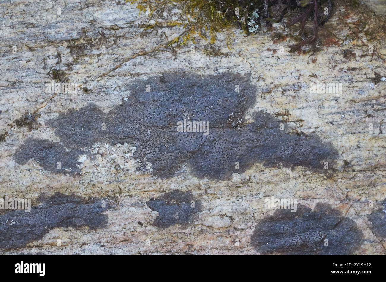 Smooth Map Lichen (Rhizocarpon hochstetteri) Fungi Stock Photo - Alamy