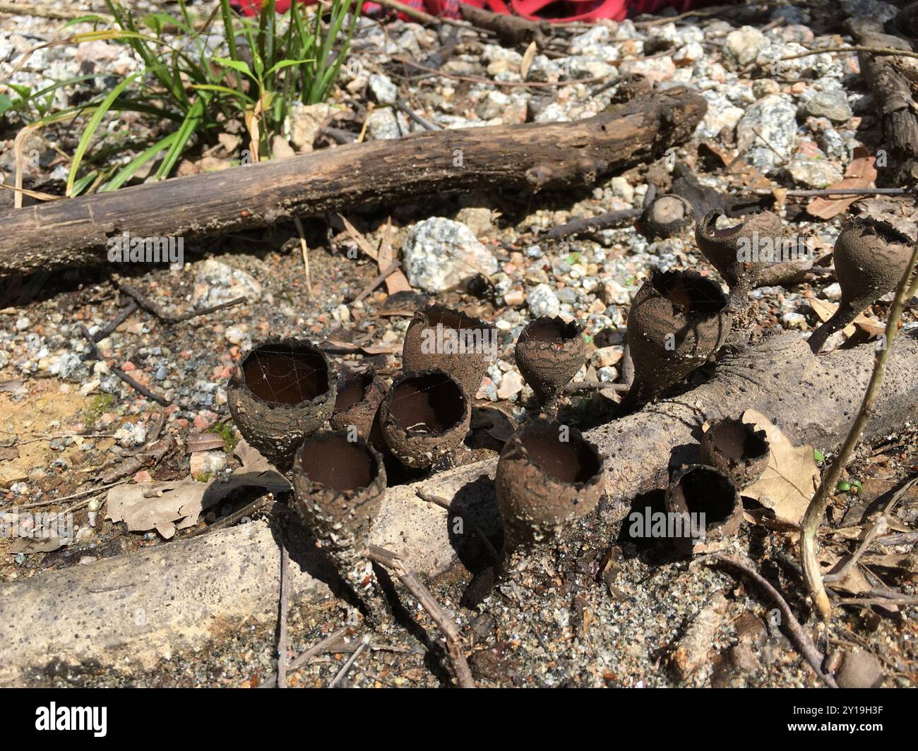 devil's urn (Urnula craterium) Fungi Stock Photo - Alamy