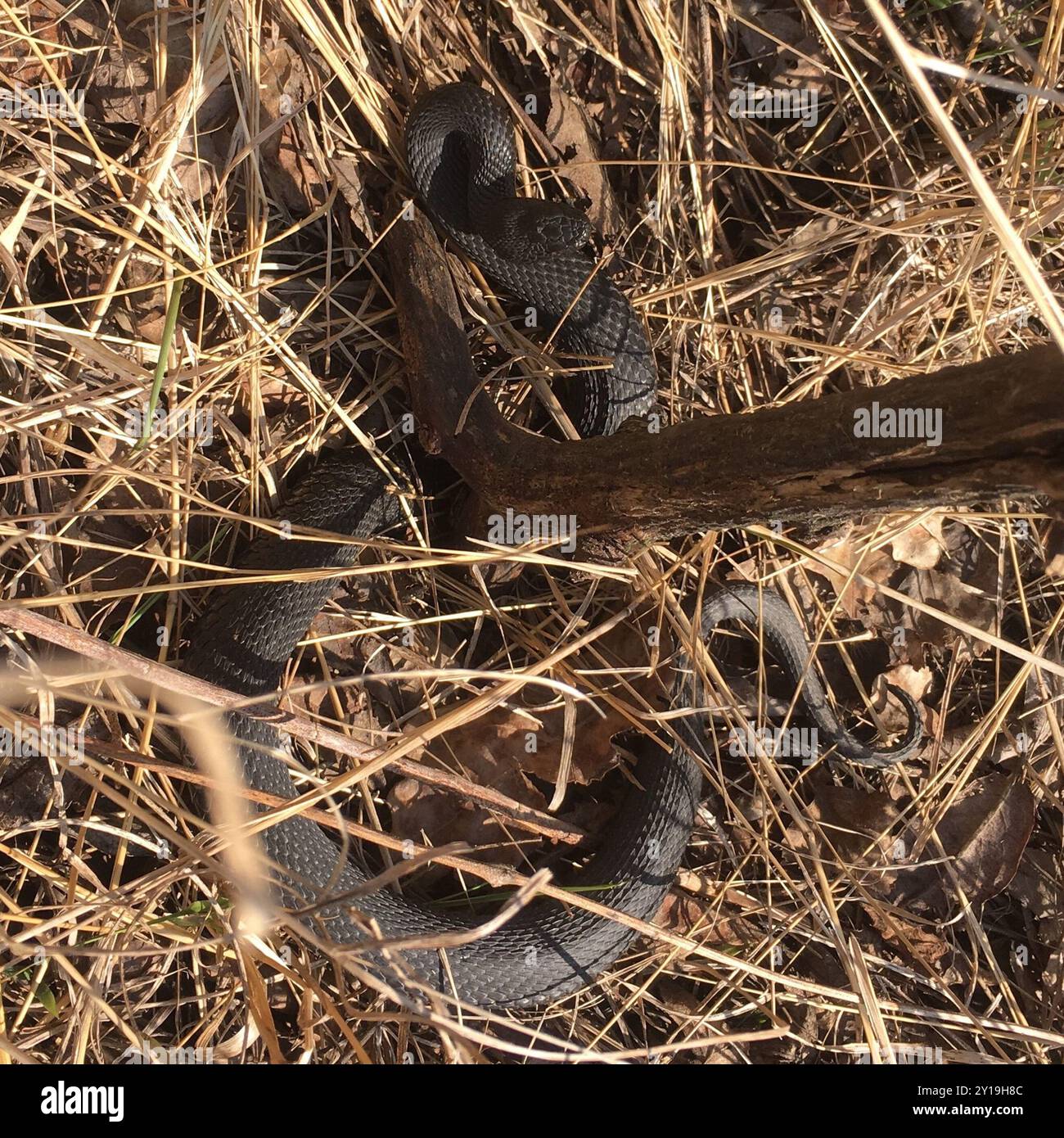 Nikolsky's Viper (Vipera nikolskii) Reptilia Stock Photo - Alamy