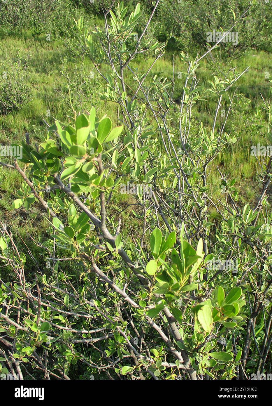 Kalahari Star-Apple (Diospyros lycioides lycioides) Plantae Stock Photo ...
