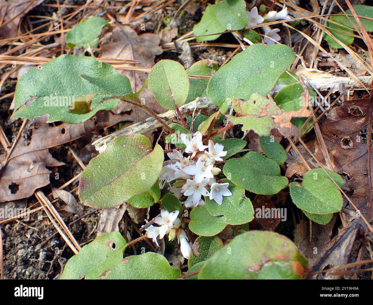 trailing arbutus (Epigaea repens) Plantae Stock Photo - Alamy