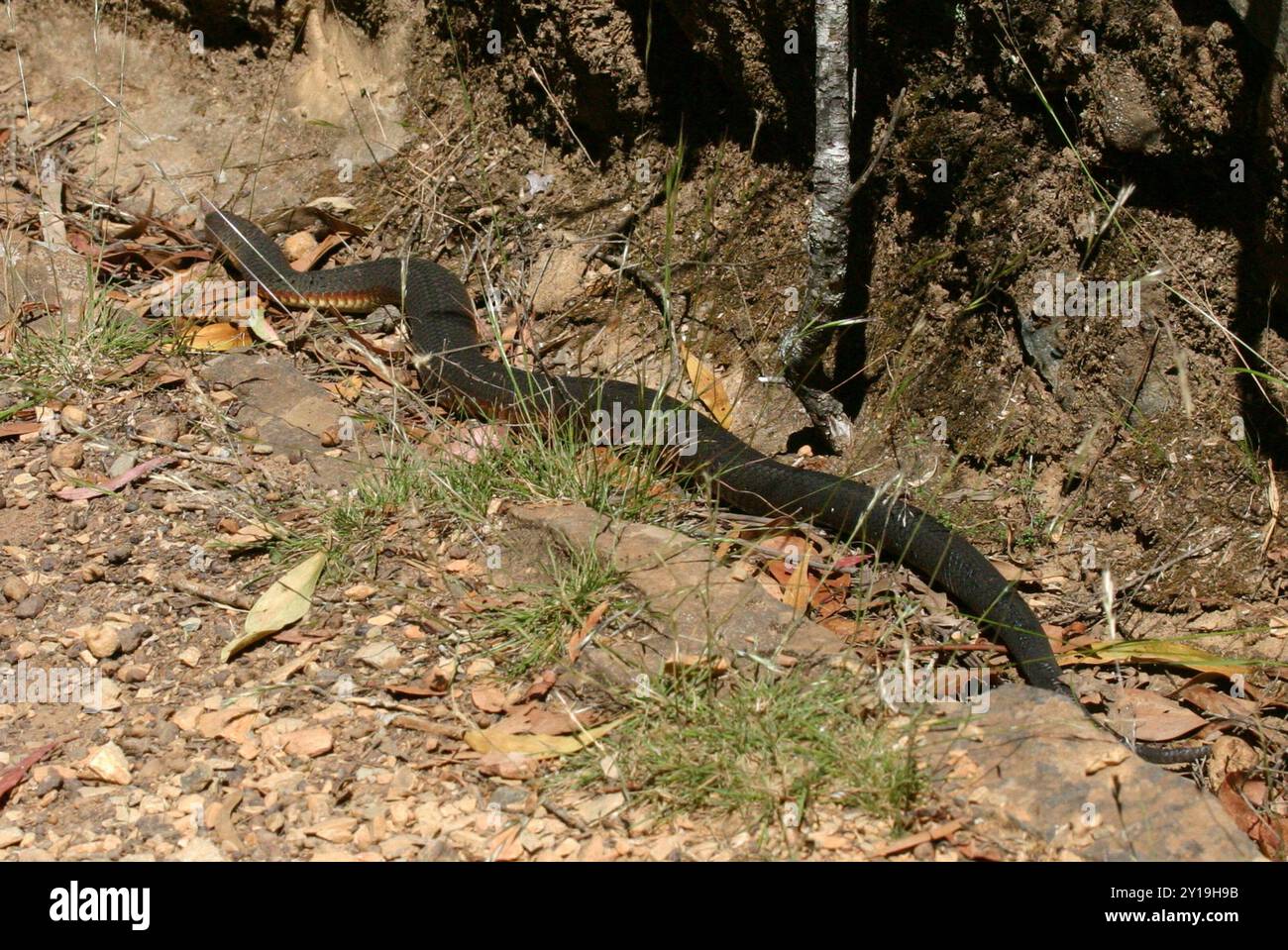 Lowlands Copperhead (Austrelaps superbus) Reptilia Stock Photo - Alamy