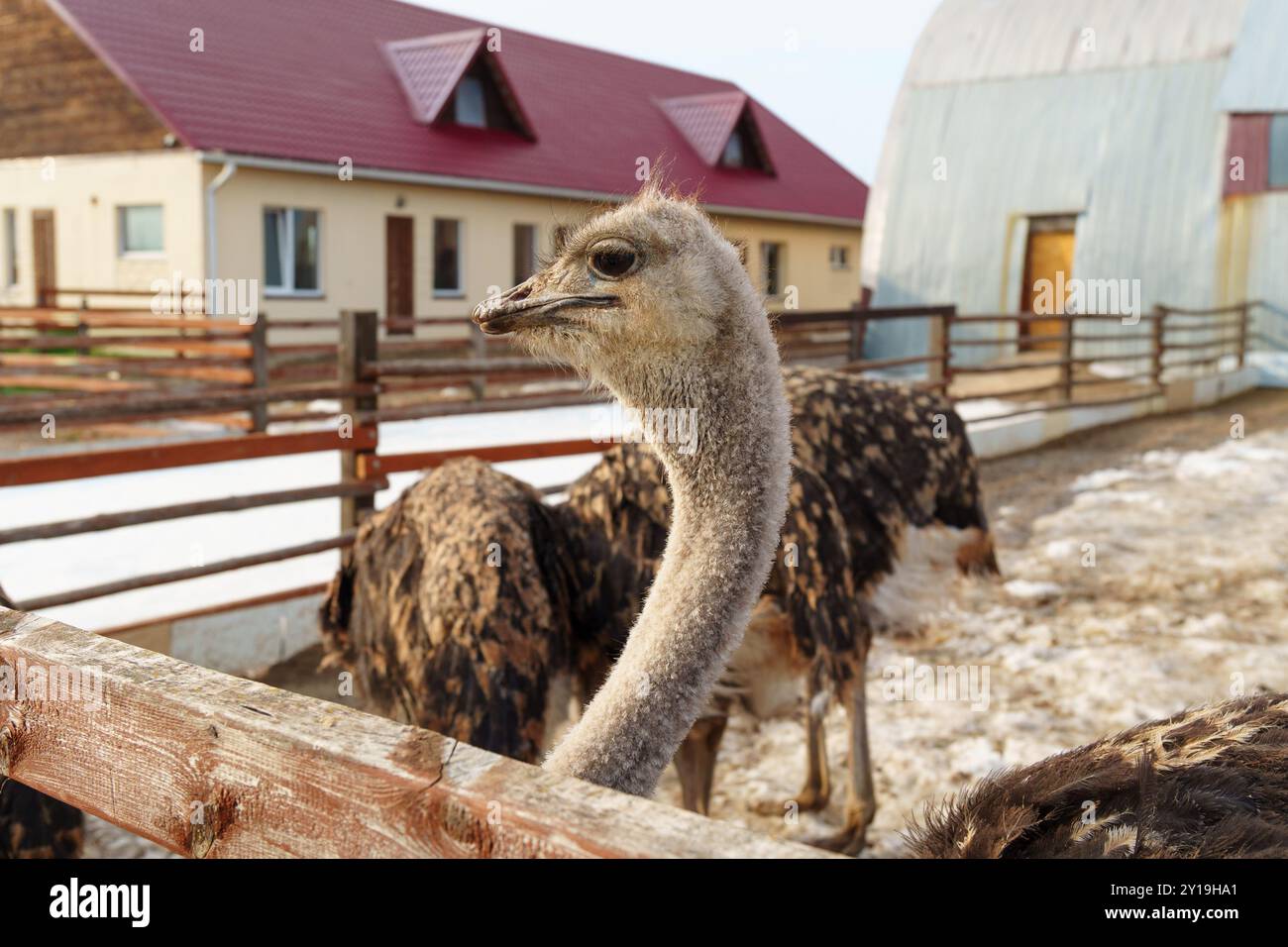 Elegant ostrich close up with its head held high, standing gracefully ...