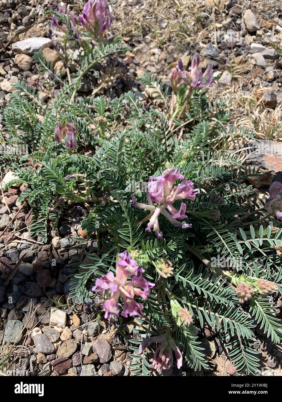 Ground-plum (Astragalus crassicarpus) Plantae Stock Photo - Alamy