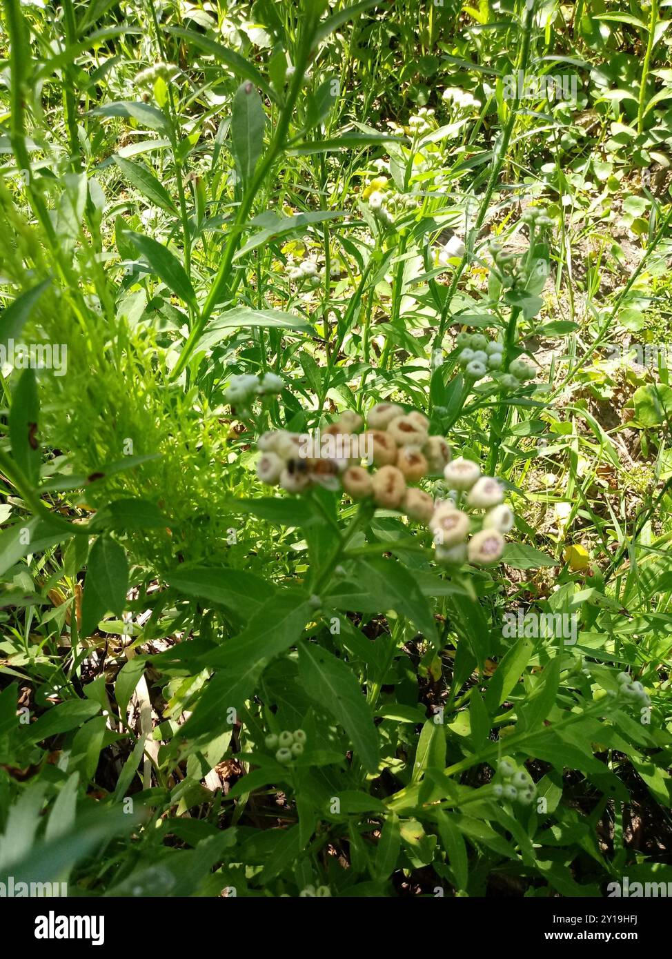 Wingstem Camphorweed (Pluchea sagittalis) Plantae Stock Photo - Alamy