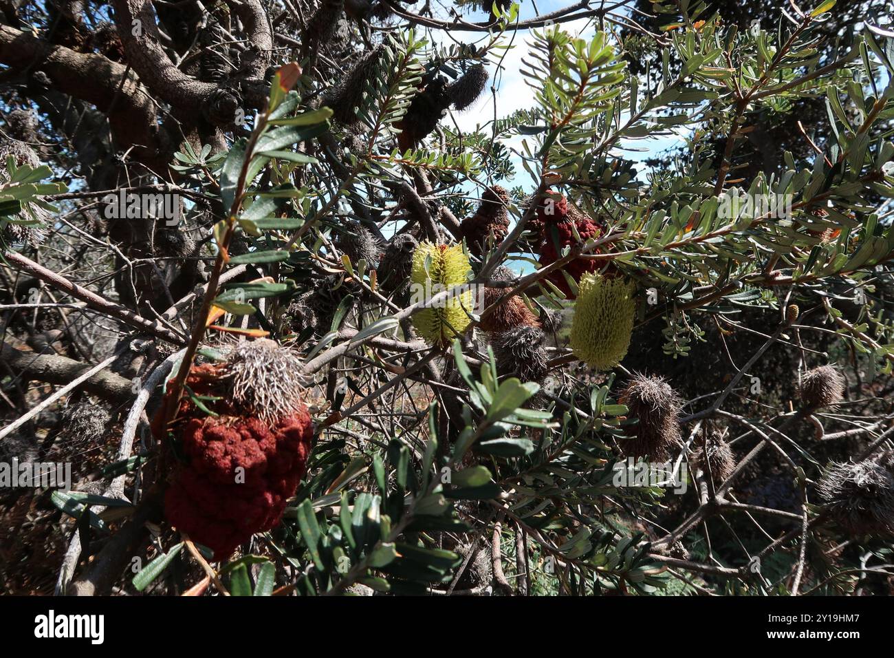 Silver Banksia (Banksia marginata) Plantae Stock Photo - Alamy
