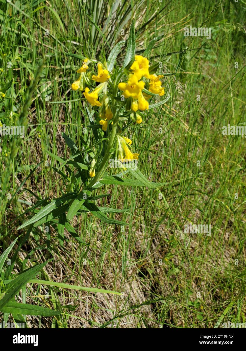 manyflowered gromwell (Lithospermum multiflorum) Plantae Stock Photo ...