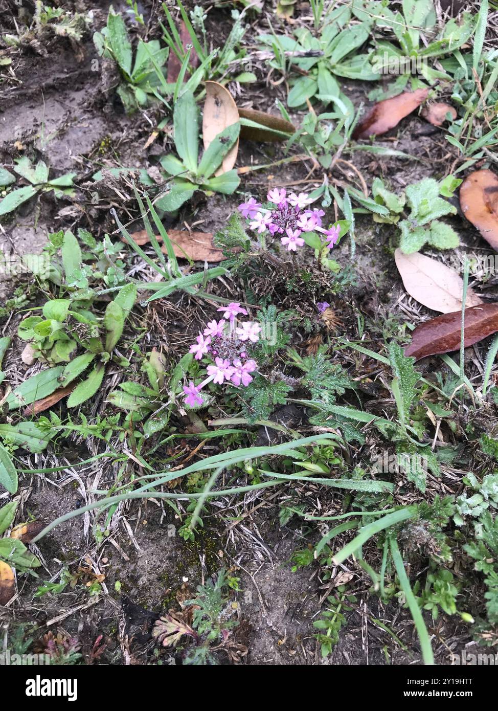 Dwarf Verbena (Glandularia pumila) Plantae Stock Photo - Alamy