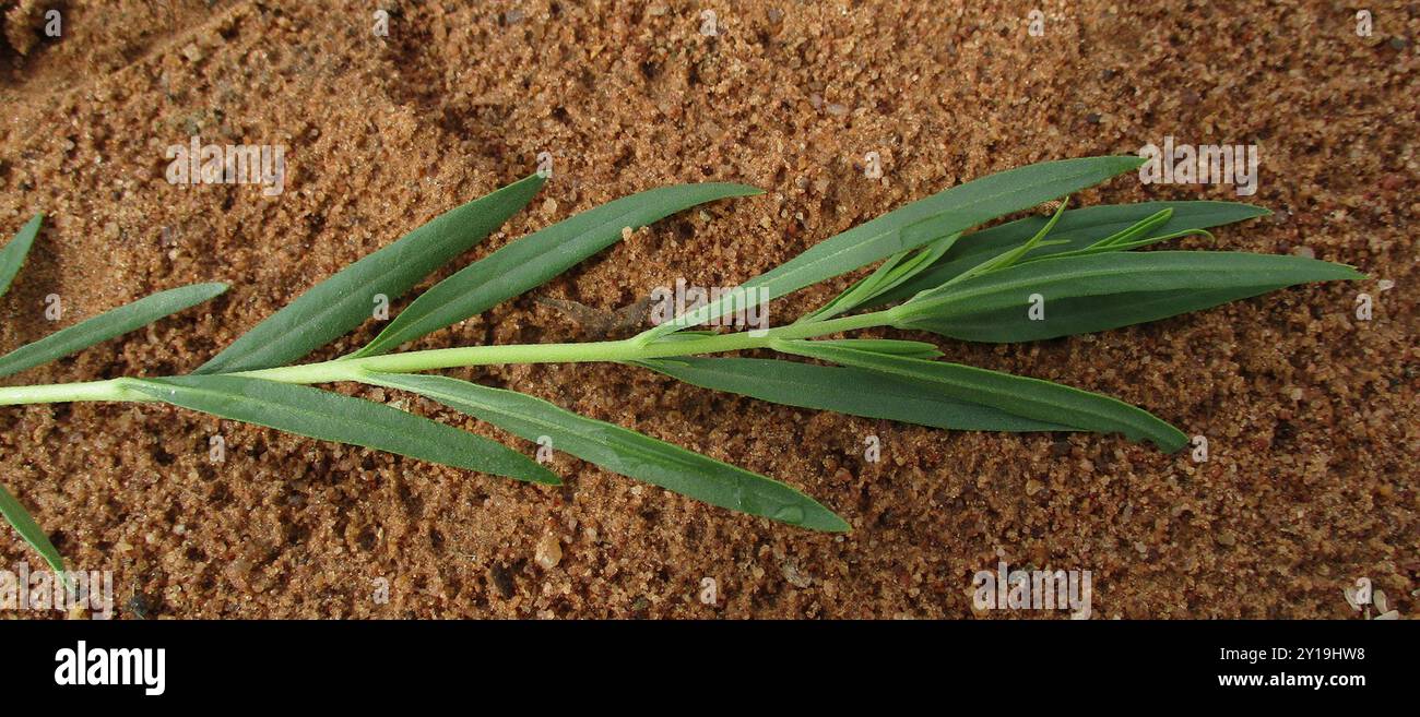 (Trichodesma angustifolium) Plantae Stock Photo - Alamy