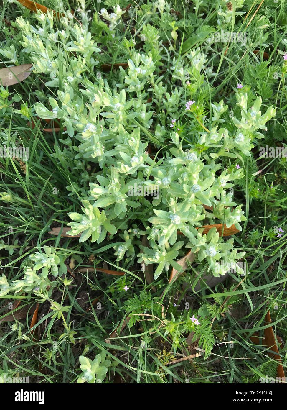 rabbit tobacco (Diaperia) Plantae Stock Photo - Alamy