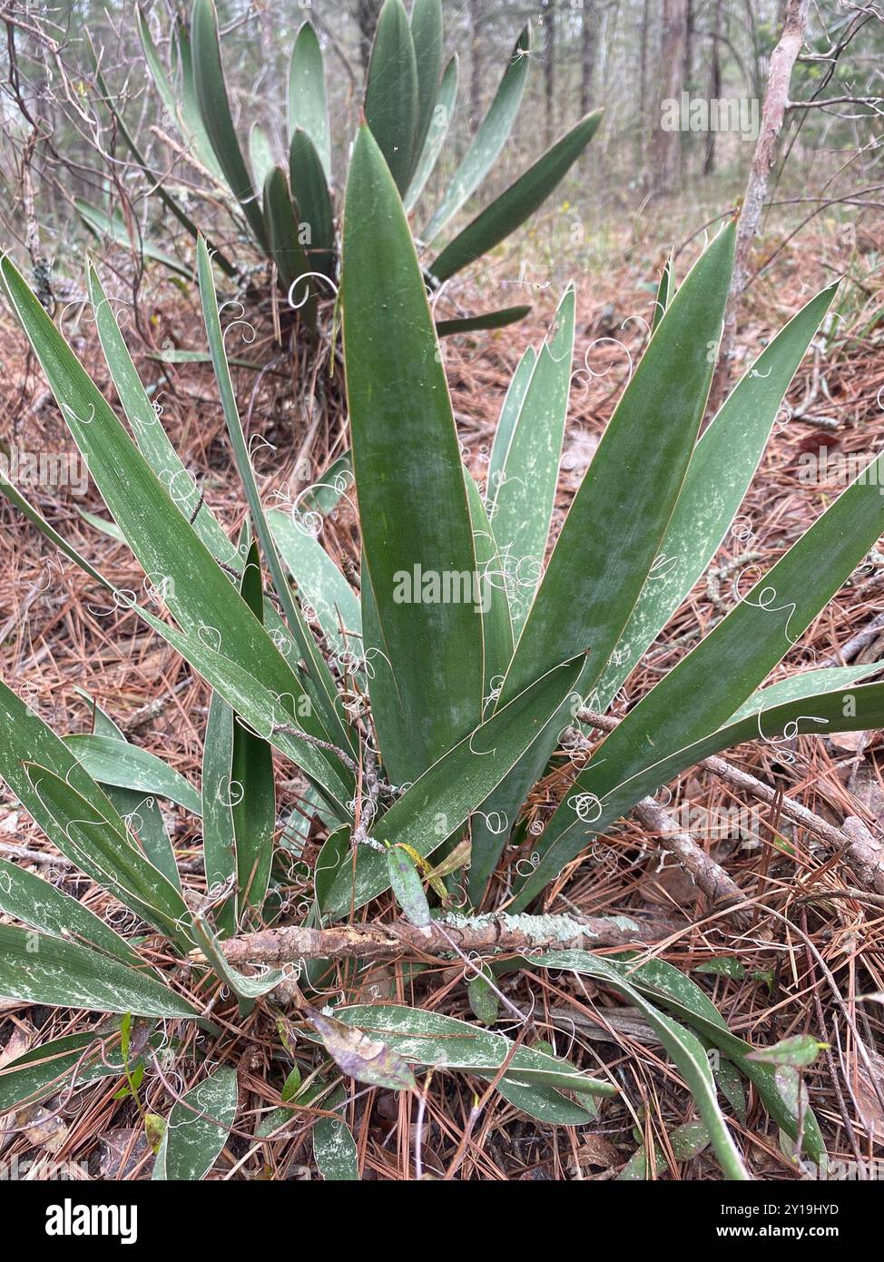 common yucca (Yucca filamentosa) Plantae Stock Photo - Alamy