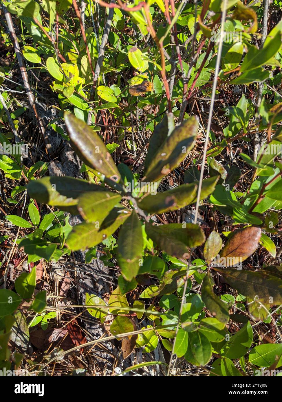 southern bayberry (Morella caroliniensis) Plantae Stock Photo - Alamy