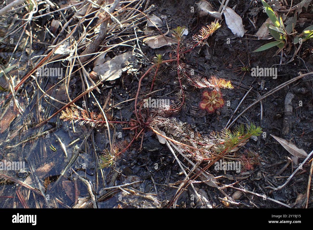 combleaf mermaidweed (Proserpinaca pectinata) Plantae Stock Photo - Alamy