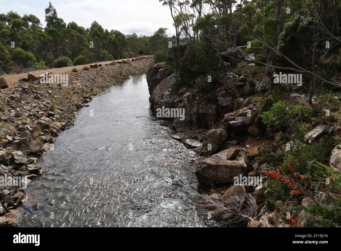 Mountain Currant (Coprosma nitida) Plantae Stock Photo - Alamy