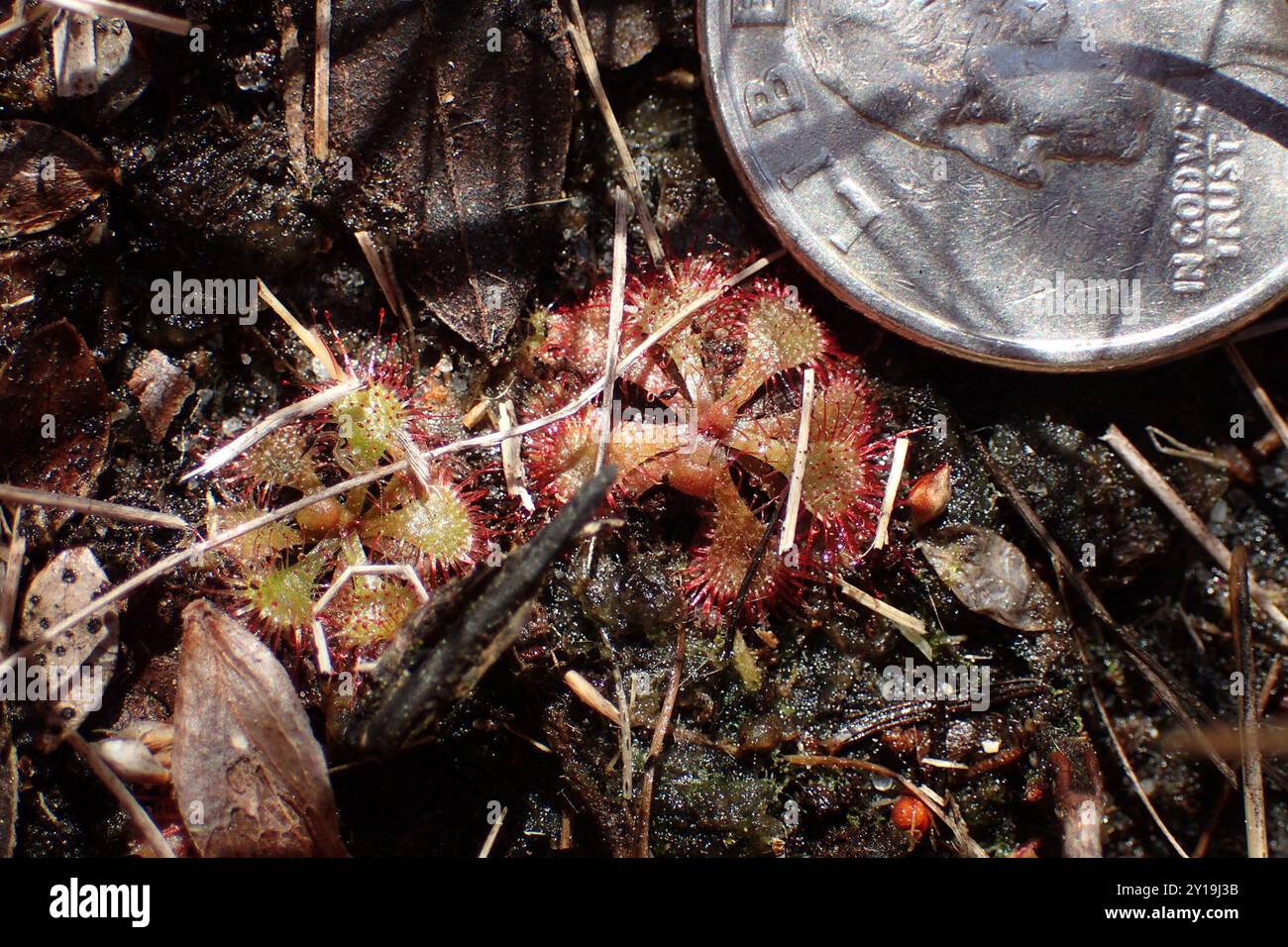 dwarf sundew (Drosera brevifolia) Plantae Stock Photo - Alamy