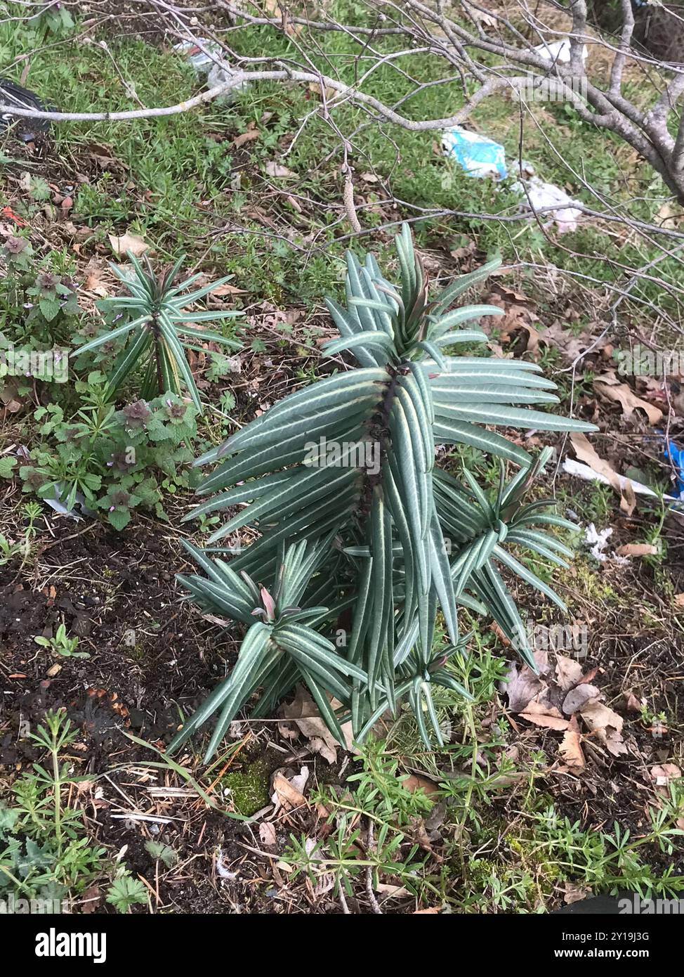 caper spurge (Euphorbia lathyris) Plantae Stock Photo - Alamy