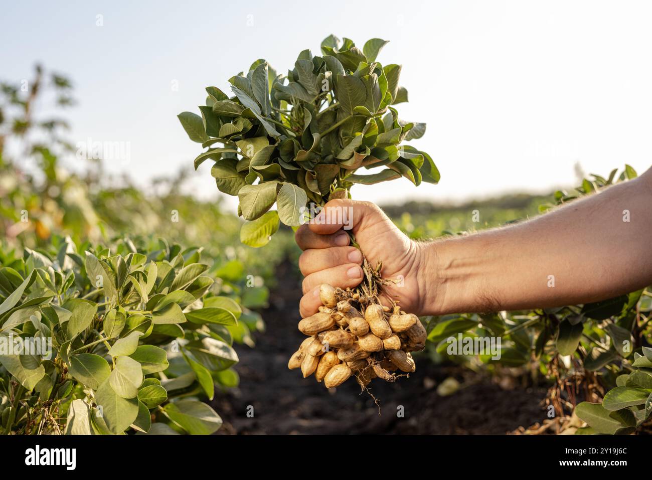A farmer holding freshly harvested peanuts with roots in a field. The ...