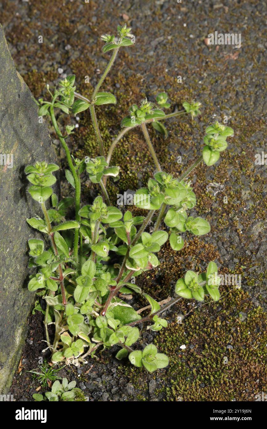 Sticky mouse-ear chickweed (Cerastium glomeratum) Plantae Stock Photo ...