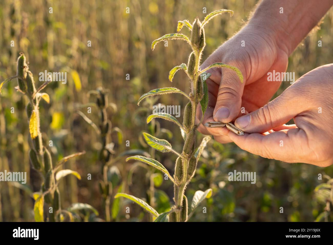 farmer's hand close up holding sesame plant stem against field ...