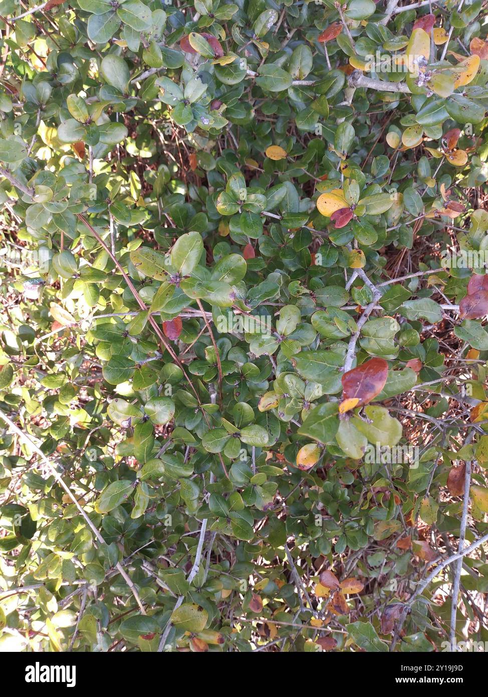 Myrtle Oak (Quercus myrtifolia) Plantae Stock Photo - Alamy