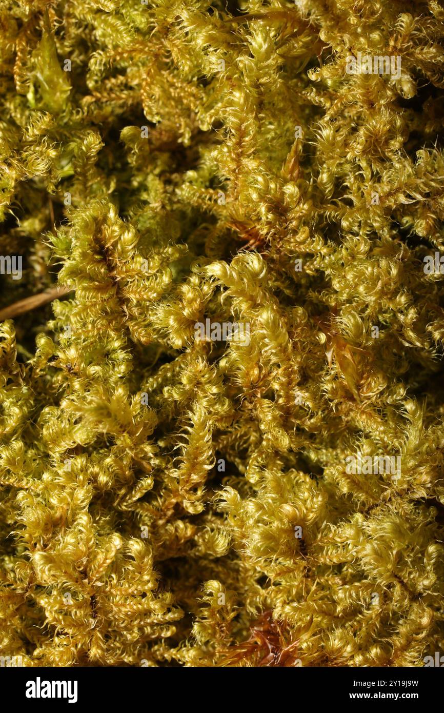 Comb-moss (Ctenidium molluscum) Plantae Stock Photo - Alamy