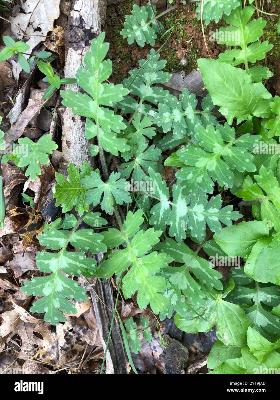 Large-leaf water leaf (Hydrophyllum macrophyllum) Plantae Stock Photo ...