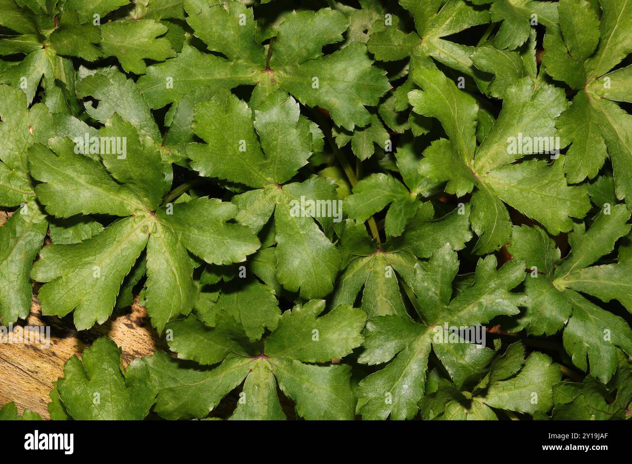 wood sanicle (Sanicula europaea) Plantae Stock Photo - Alamy