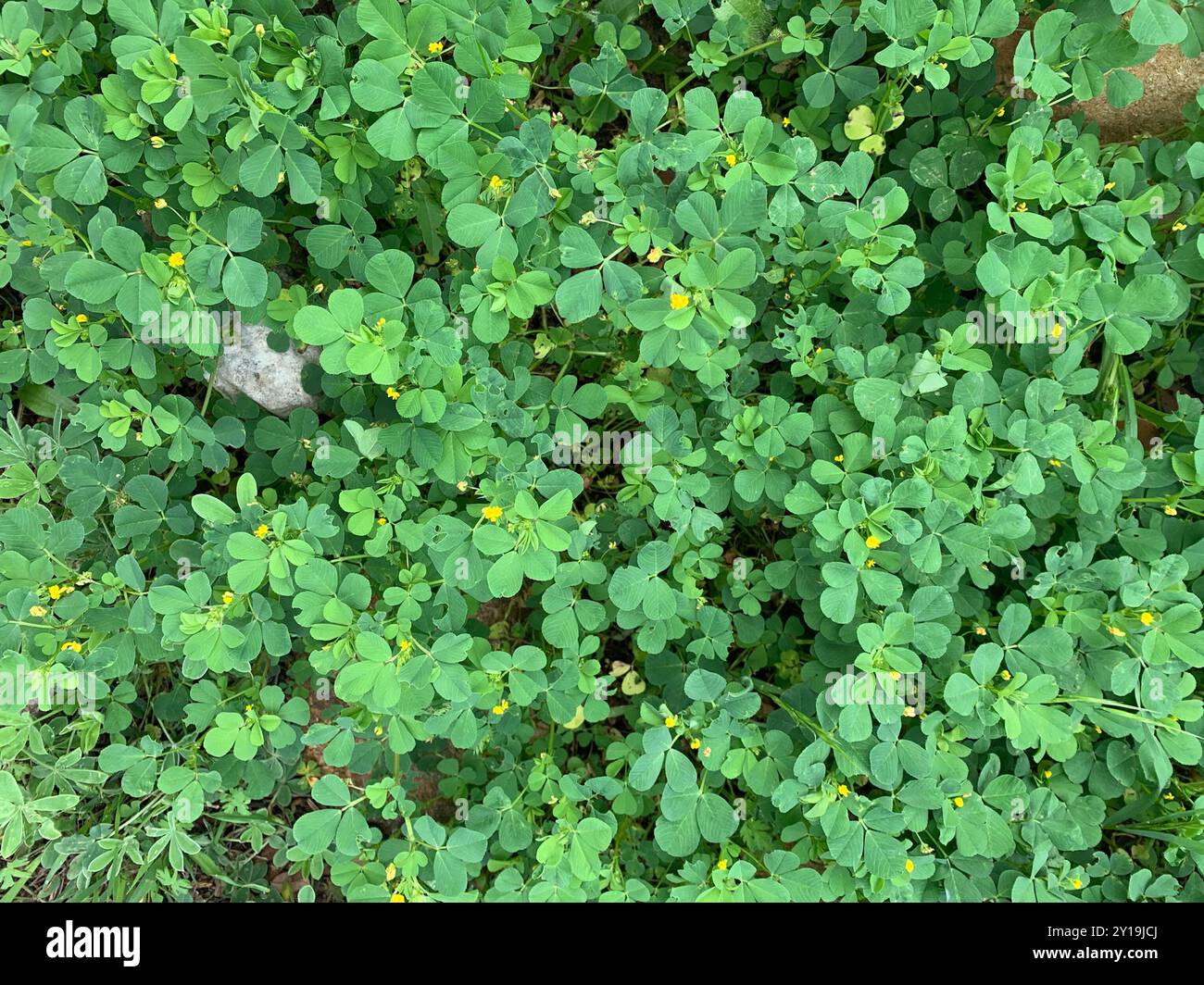 bur clover (Medicago polymorpha) Plantae Stock Photo - Alamy