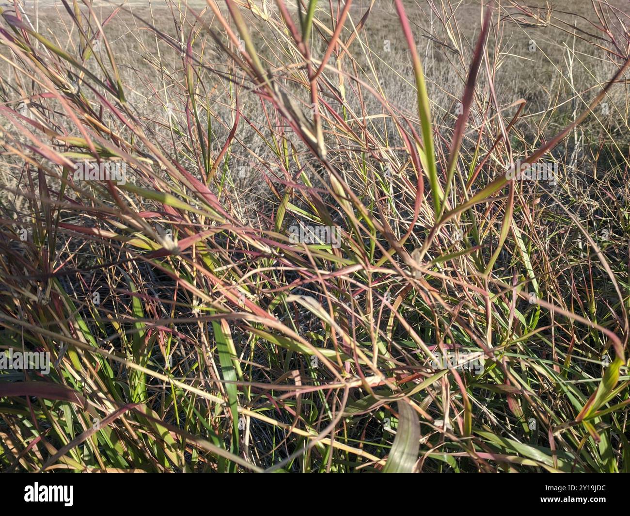 bristlegrasses, bluestems, paspalums, and allies (Panicoideae) Plantae ...