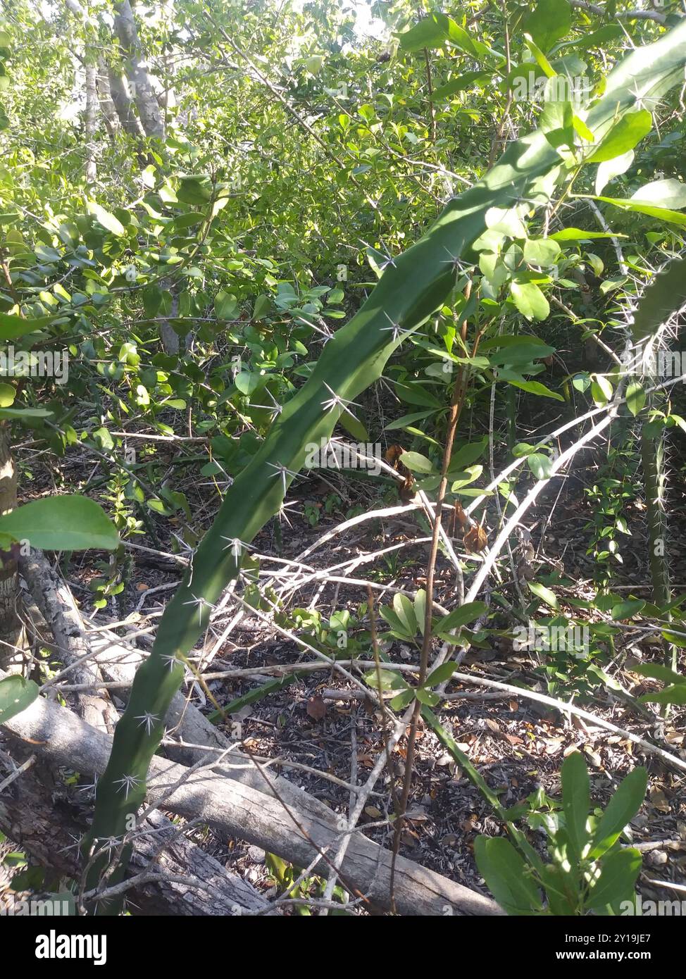 Triangle cactus (Acanthocereus tetragonus) Plantae Stock Photo - Alamy