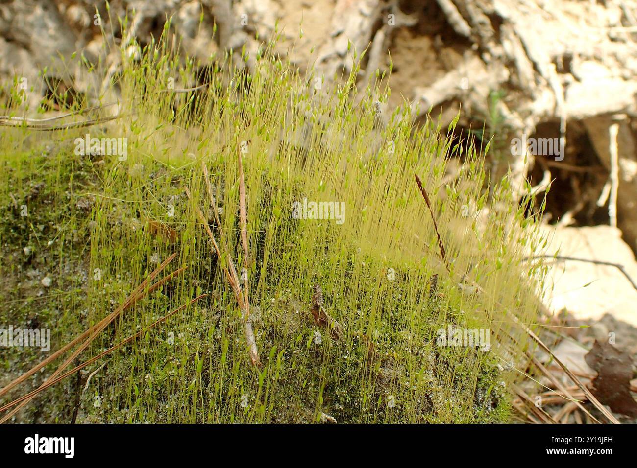 Pale Cow-hair Moss (Ditrichum pallidum) Plantae Stock Photo - Alamy