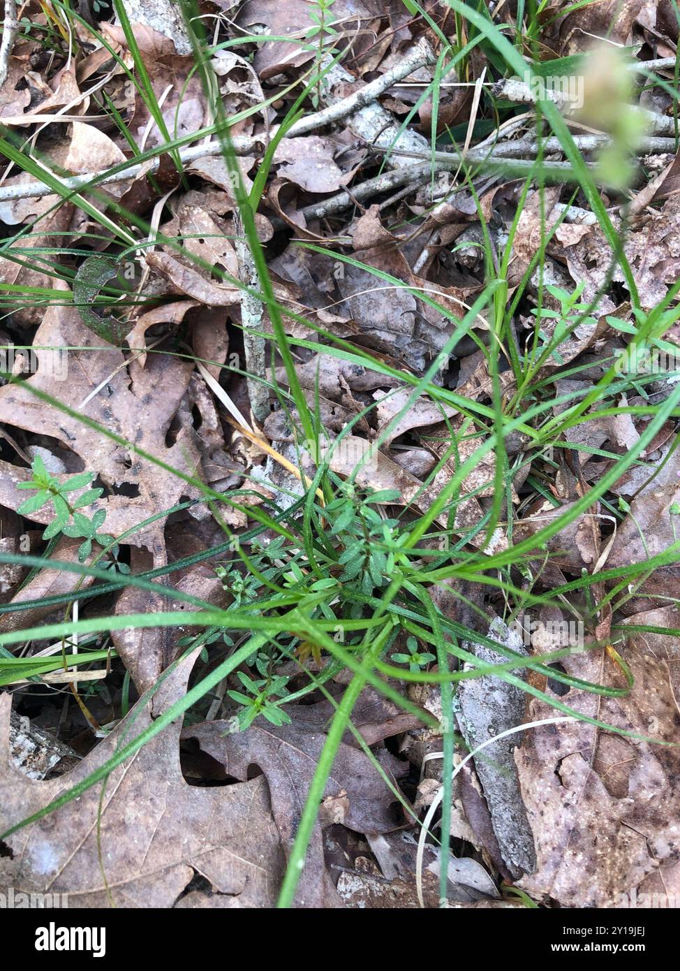 white-tinged sedge (Carex albicans) Plantae Stock Photo - Alamy