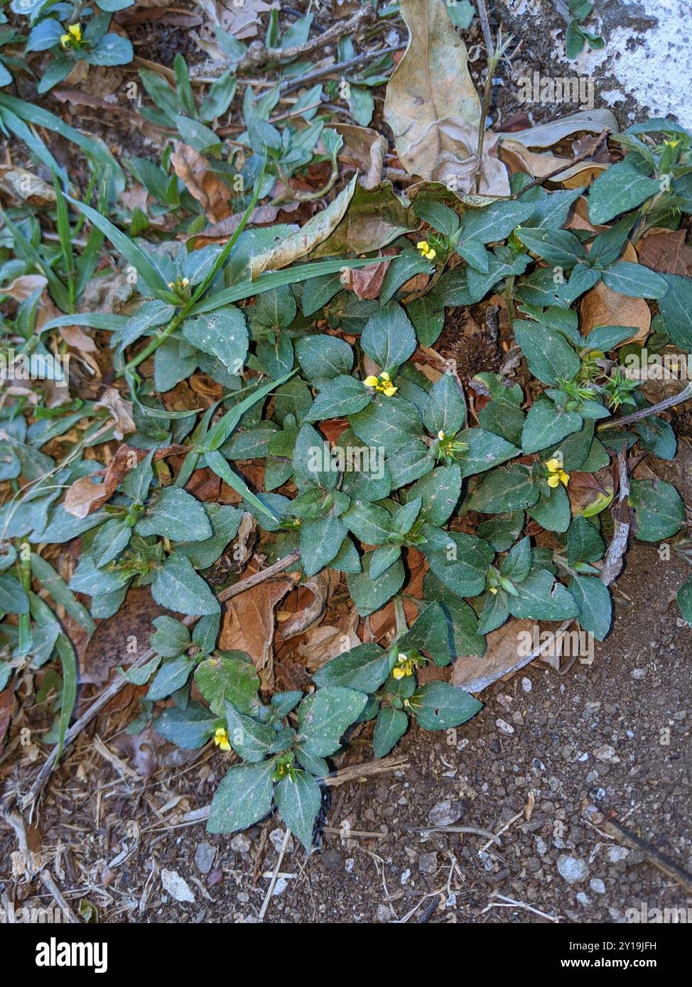 straggler daisy (Calyptocarpus vialis) Plantae Stock Photo - Alamy