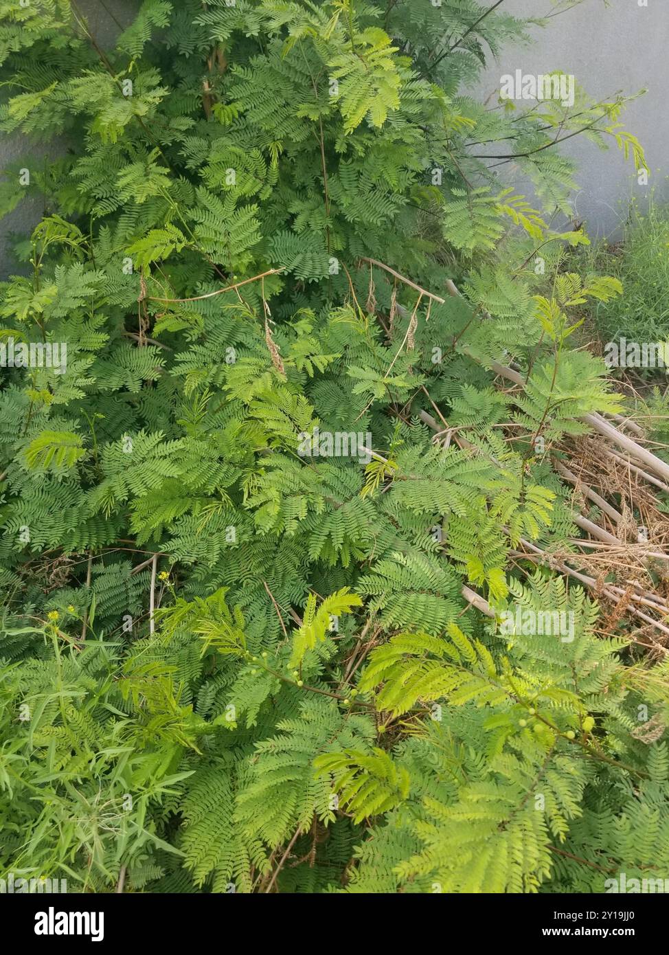 White leadtree (Leucaena leucocephala) Plantae Stock Photo - Alamy