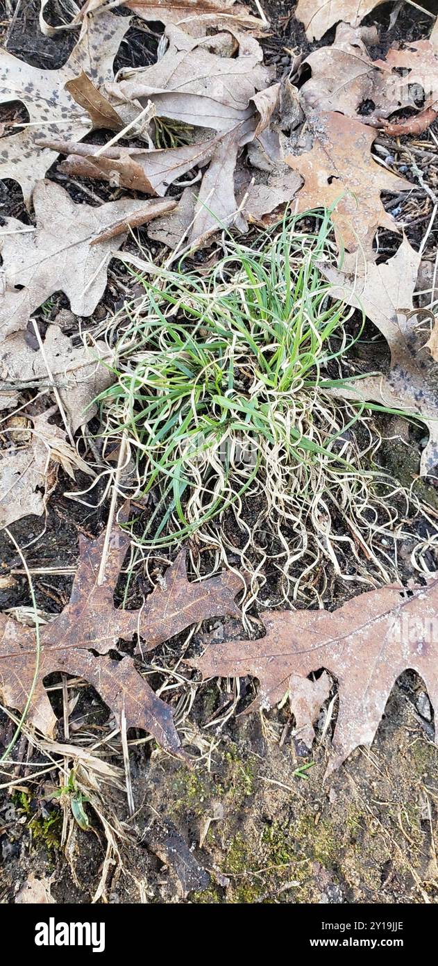 Poverty oatgrass (Danthonia spicata) Plantae Stock Photo - Alamy