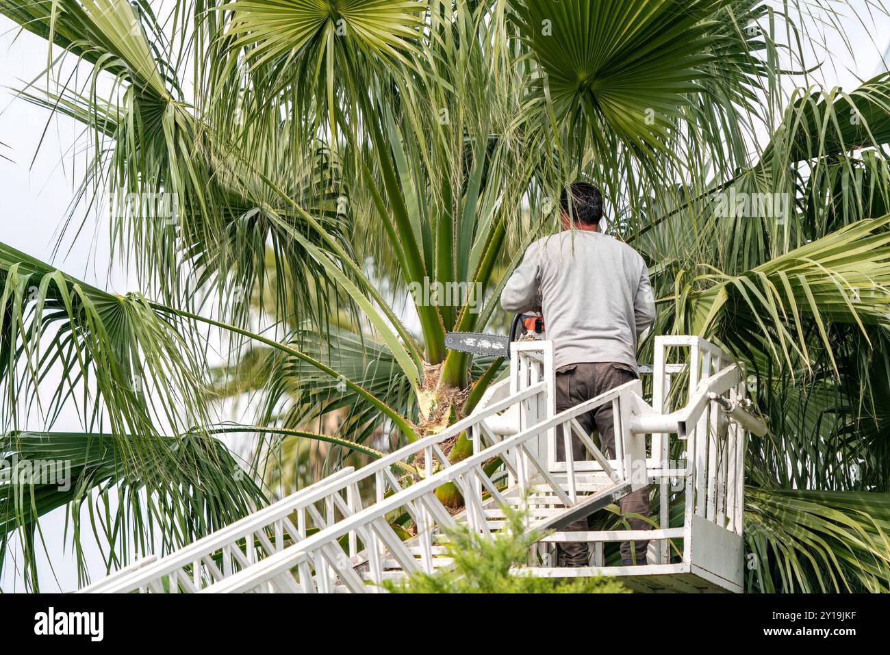 Worker pruning a palm tree with a tree saw Stock Photo - Alamy