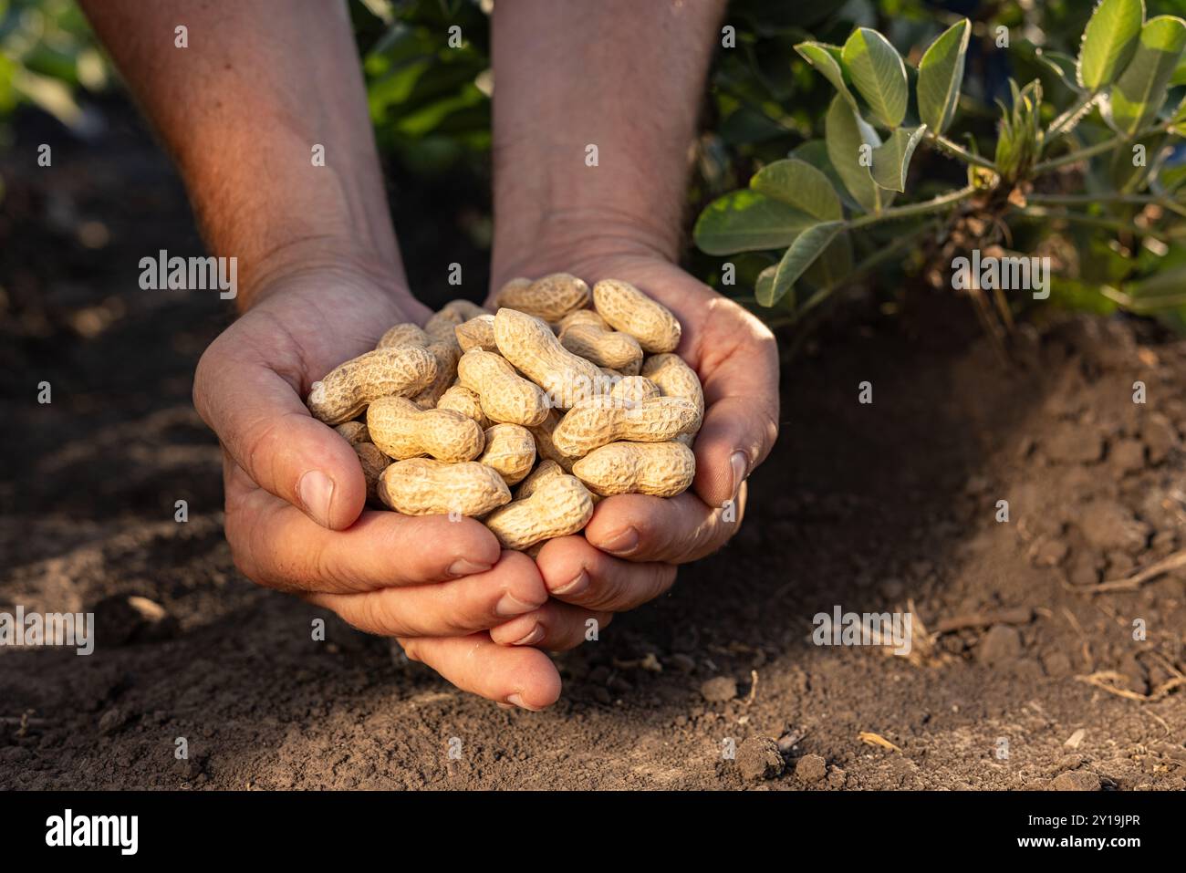 A farmer holding freshly harvested peanuts with roots in a field. The ...