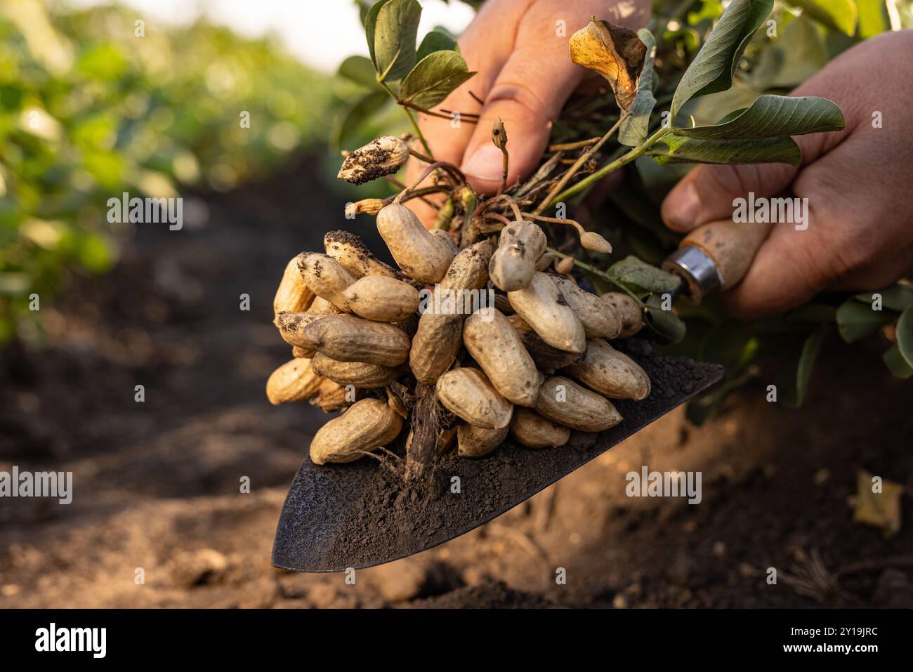 A farmer holding freshly harvested peanuts with roots in a field. The ...