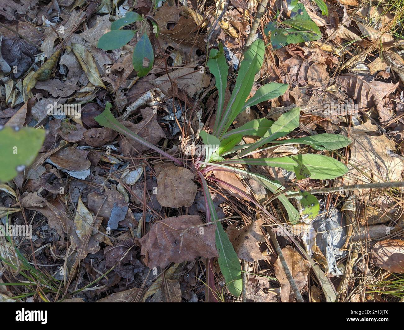 plants (Plantae) Plantae Stock Photo - Alamy