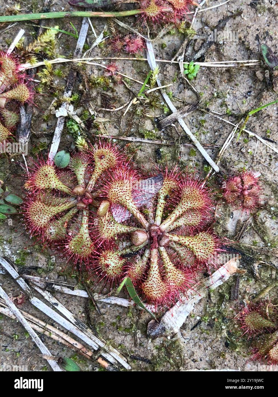 dwarf sundew (Drosera brevifolia) Plantae Stock Photo - Alamy