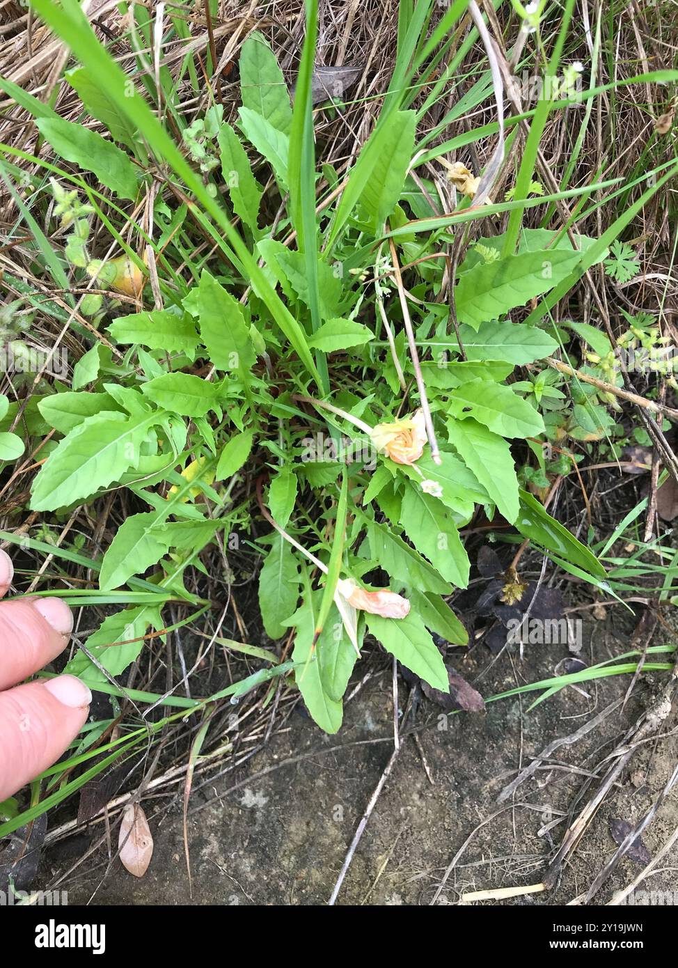 Stemless Evening Primrose (Oenothera triloba) Plantae Stock Photo - Alamy