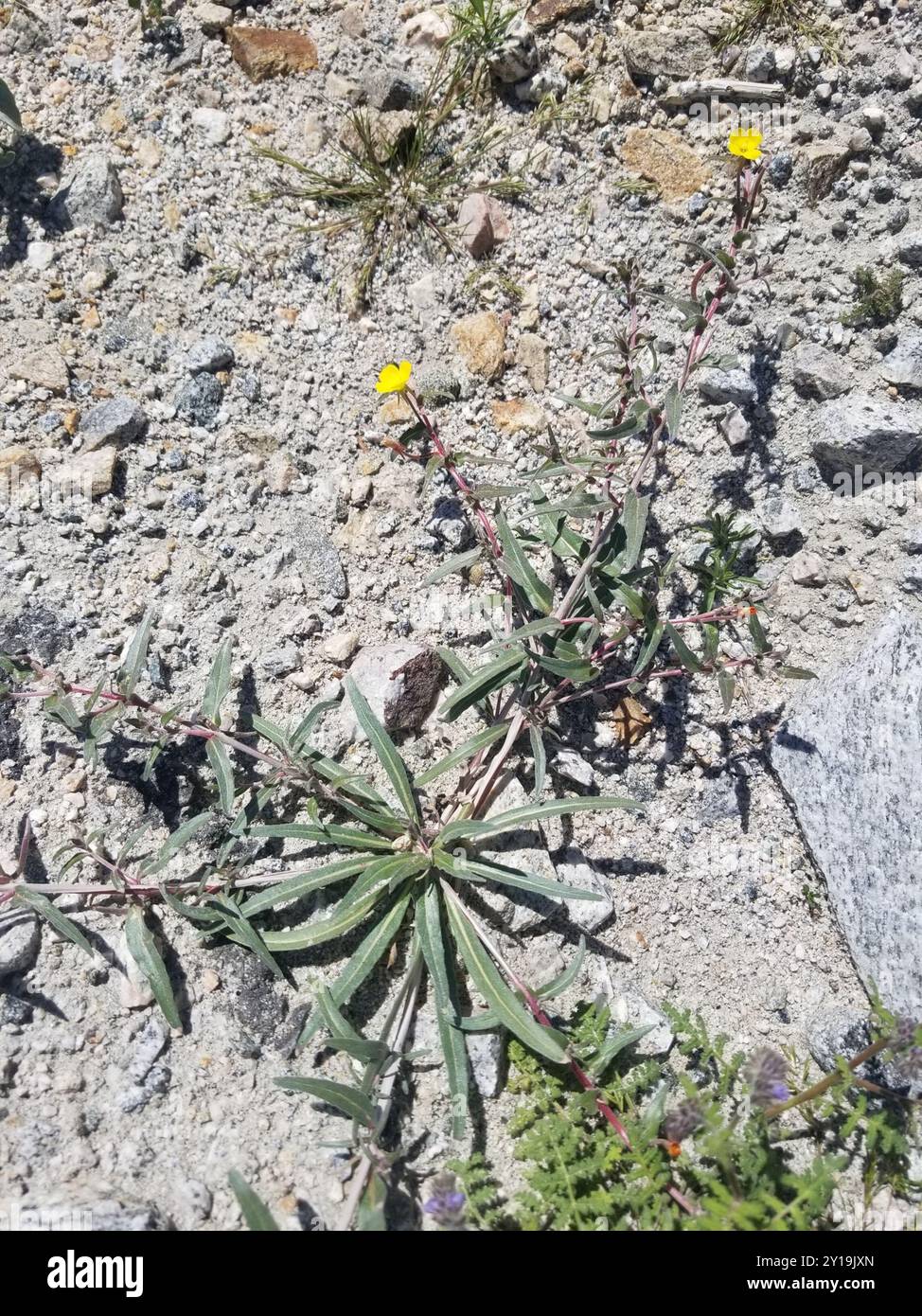 California sun cup (Camissoniopsis bistorta) Plantae Stock Photo - Alamy