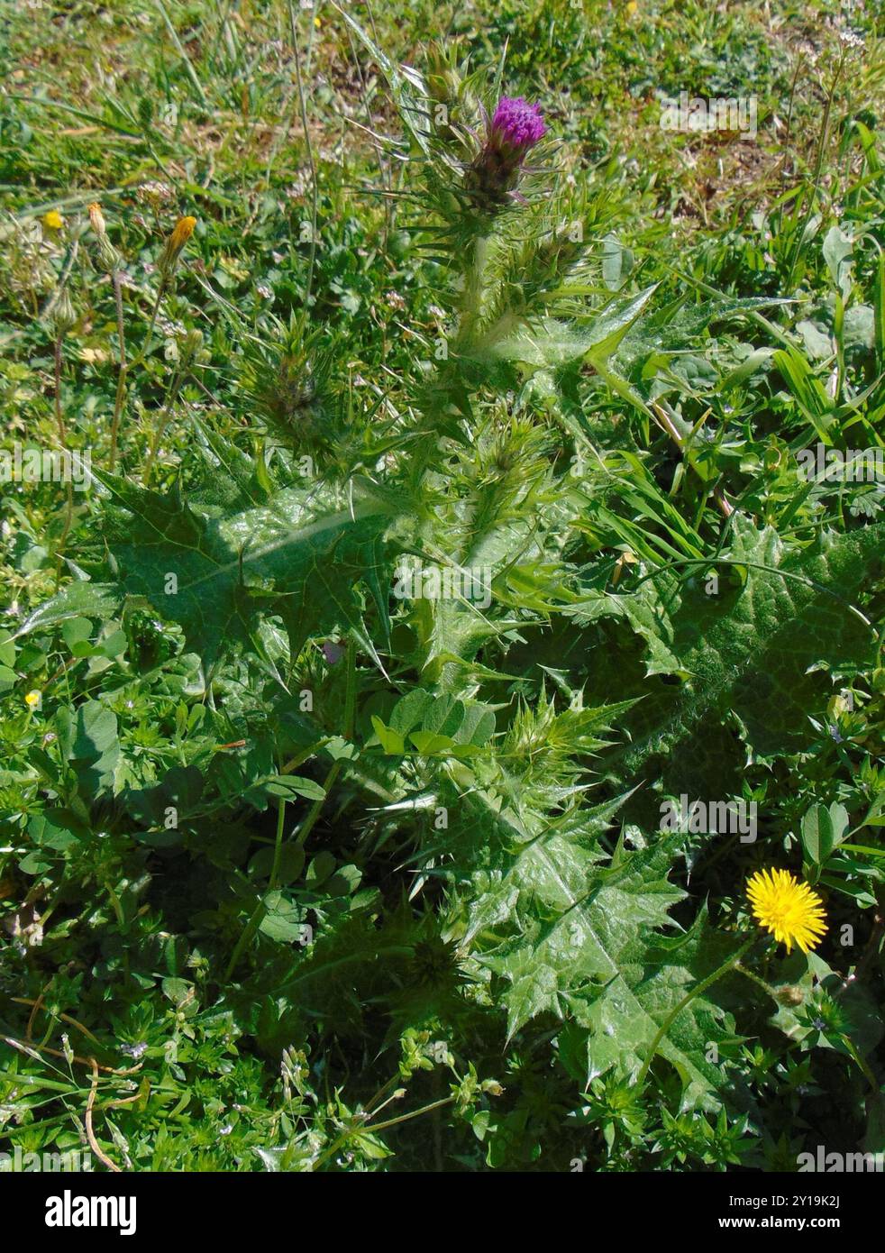 Italian thistle (Carduus pycnocephalus) Plantae Stock Photo - Alamy