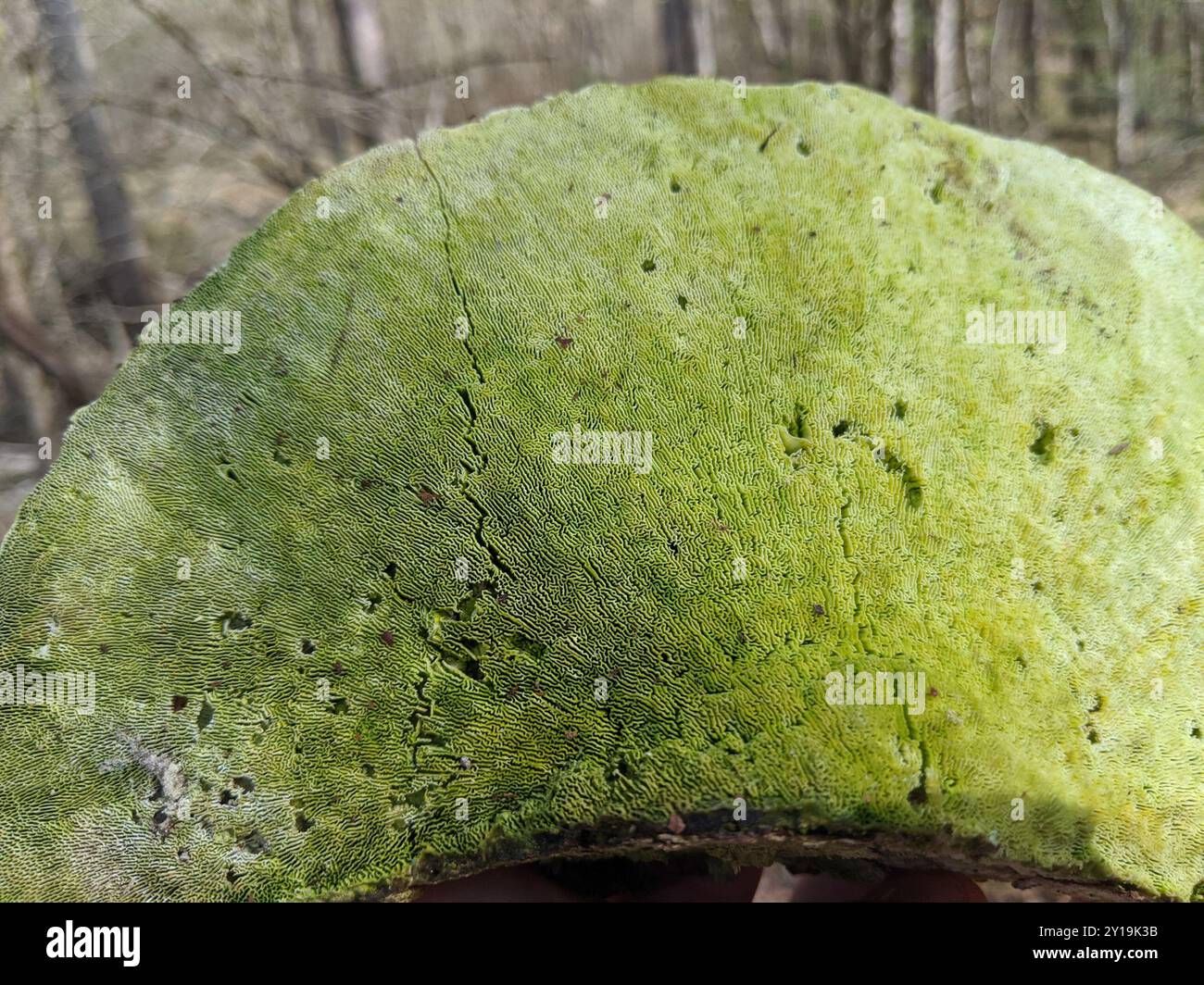 Lumpy Bracket (Trametes gibbosa) Fungi Stock Photo - Alamy