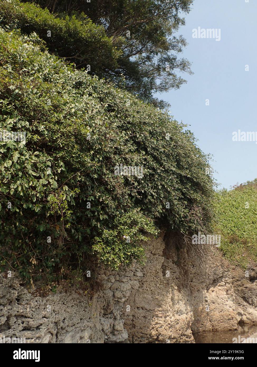 Dye fig (Ficus tinctoria) Plantae Stock Photo - Alamy