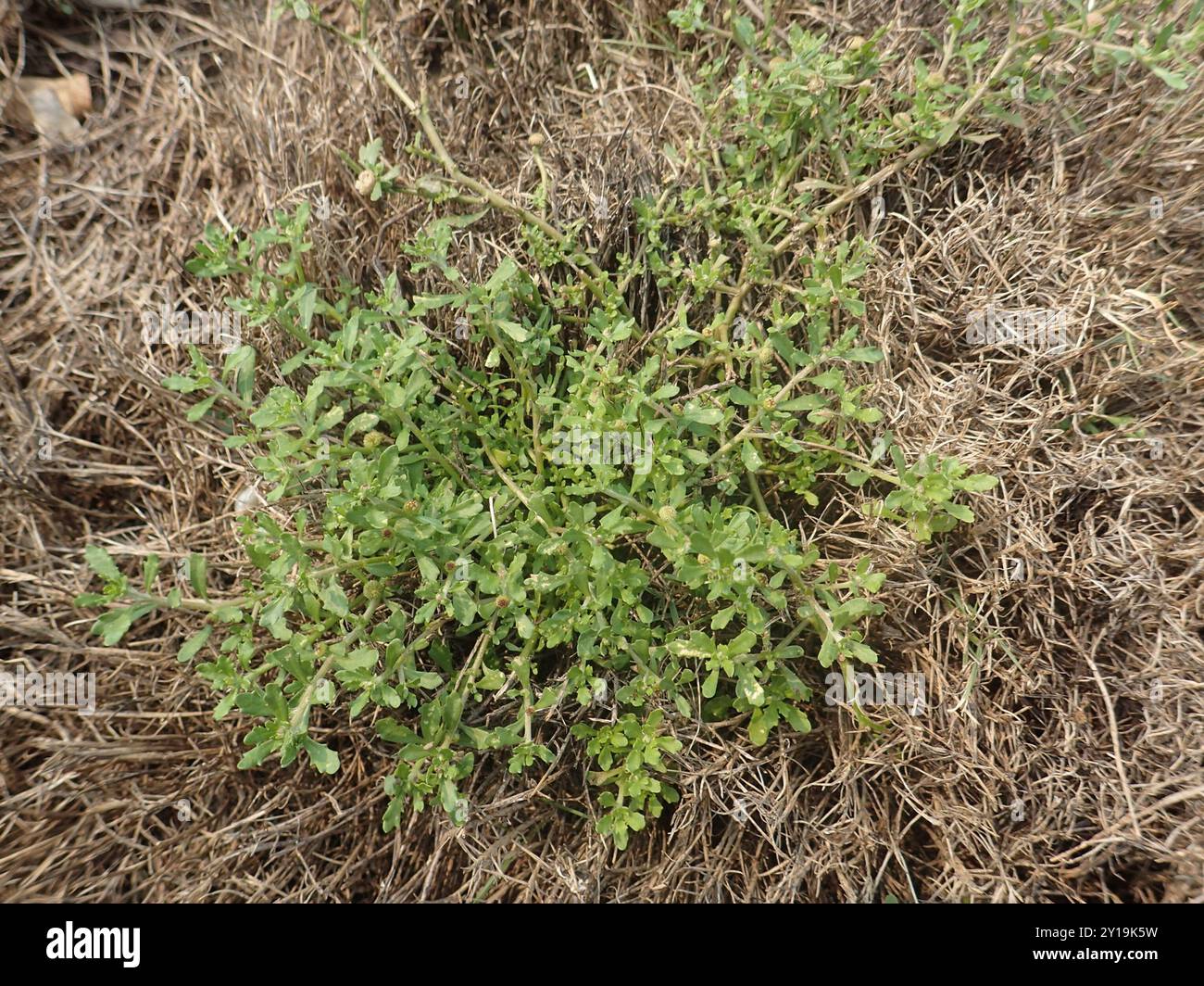 spreading sneezeweed (Centipeda minima) Plantae Stock Photo - Alamy