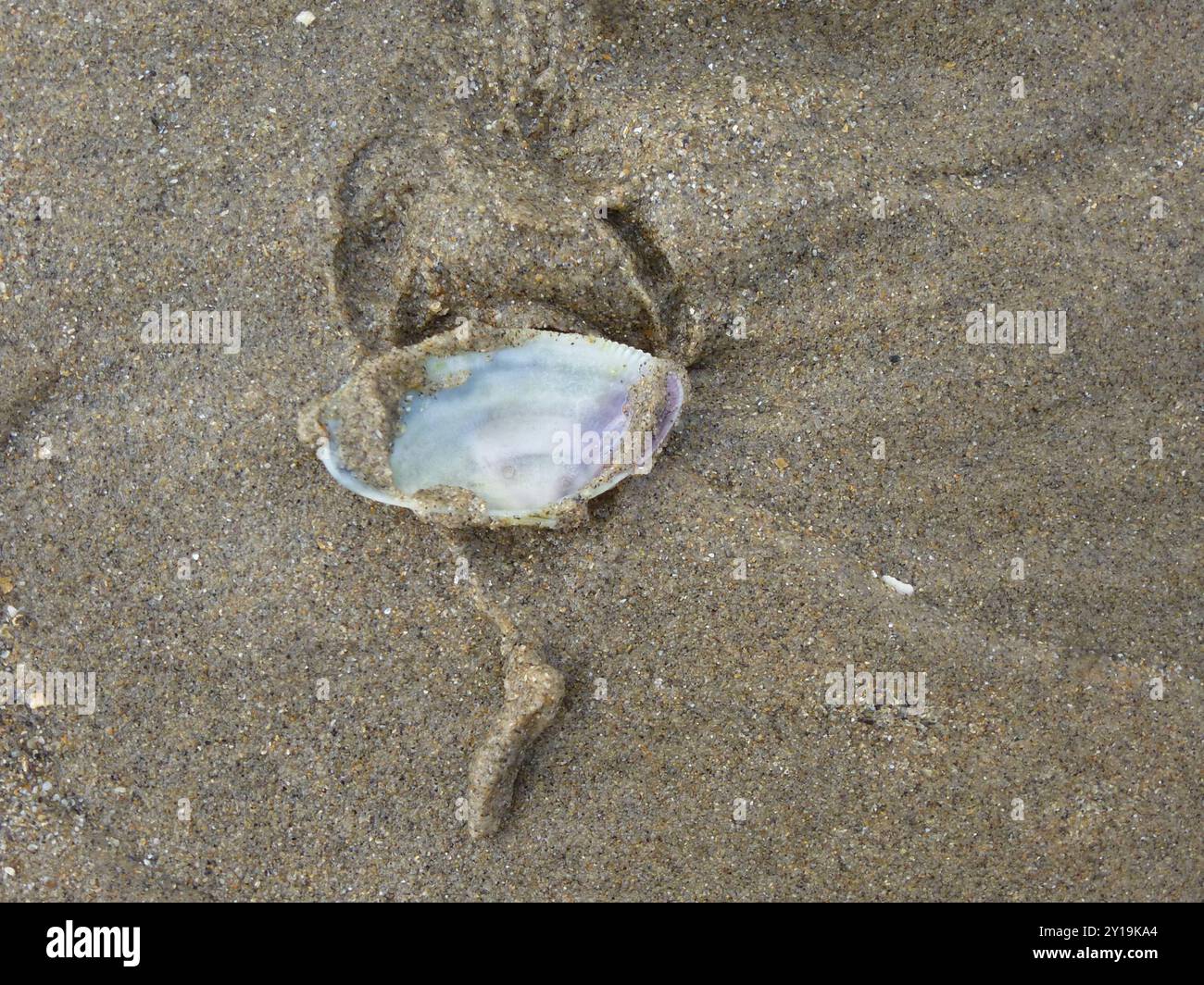 Banded Wedge Shell (Donax vittatus) Mollusca Stock Photo - Alamy